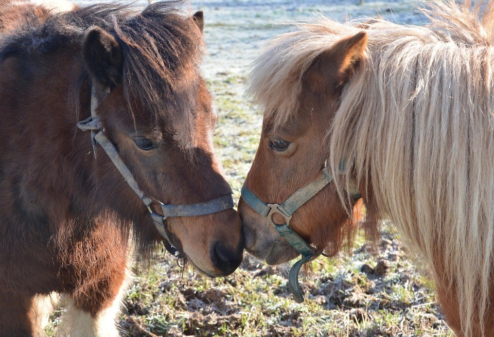 Heure du conte : Bisous bisous | BFM de Limoges
